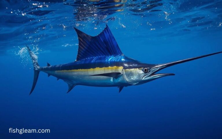 Swordfish vs Marlin: Key Differences, Size, Speed and Deep Sea Fishing ...